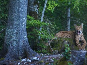 Linking Lynx Linking Lynx