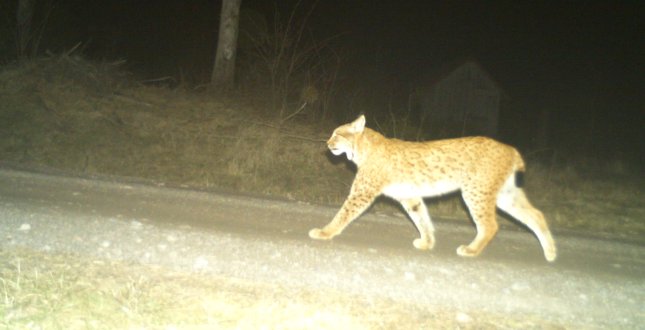 Project Update | Linking Lynx