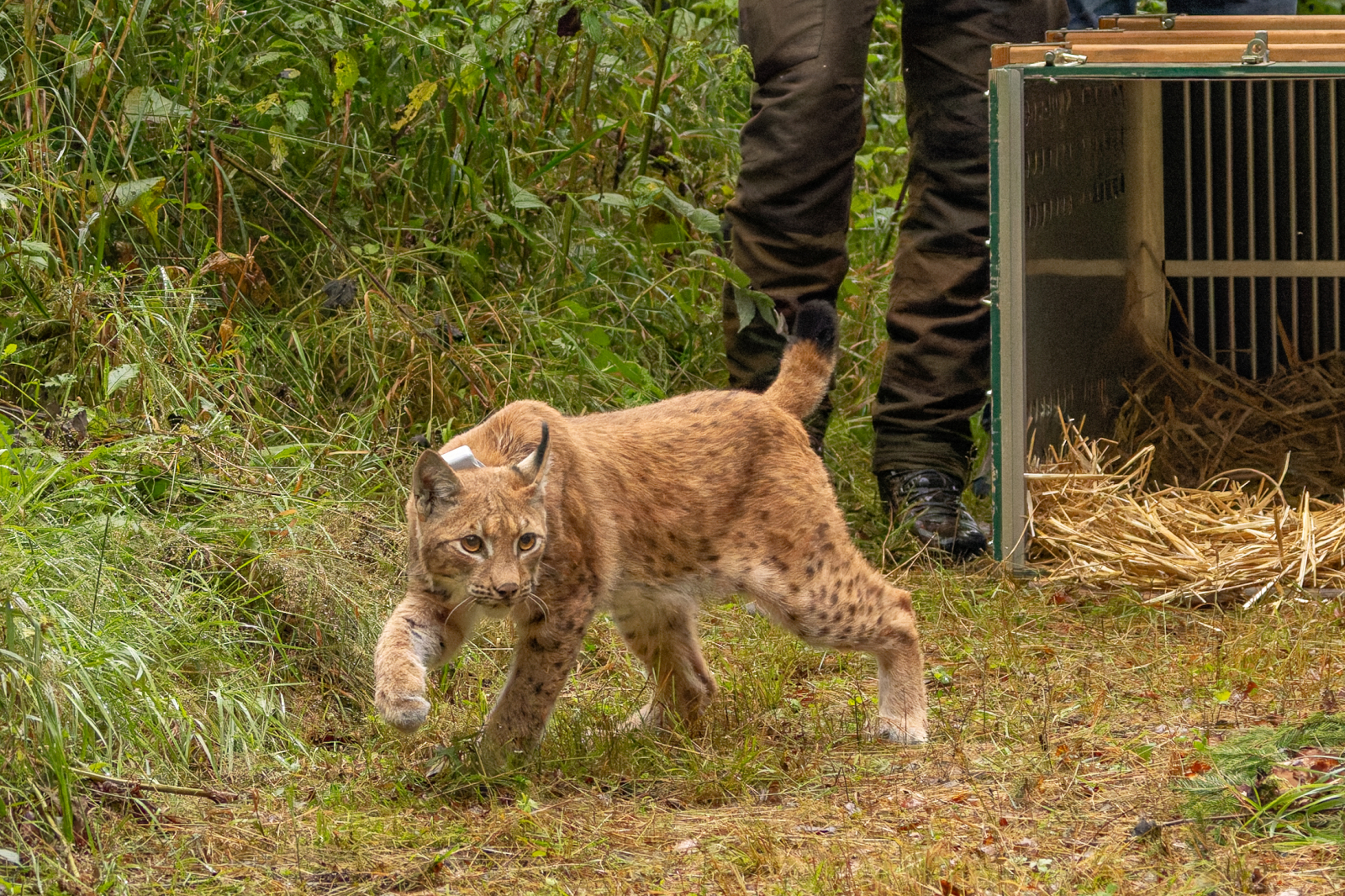 Translocation | Linking Lynx