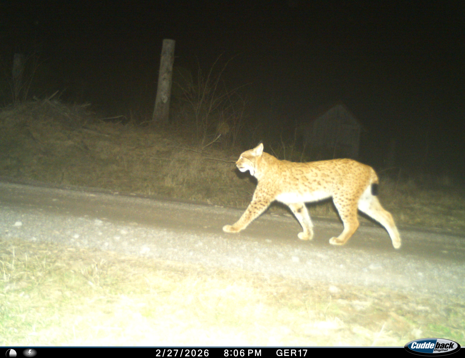 Project Update | Linking Lynx